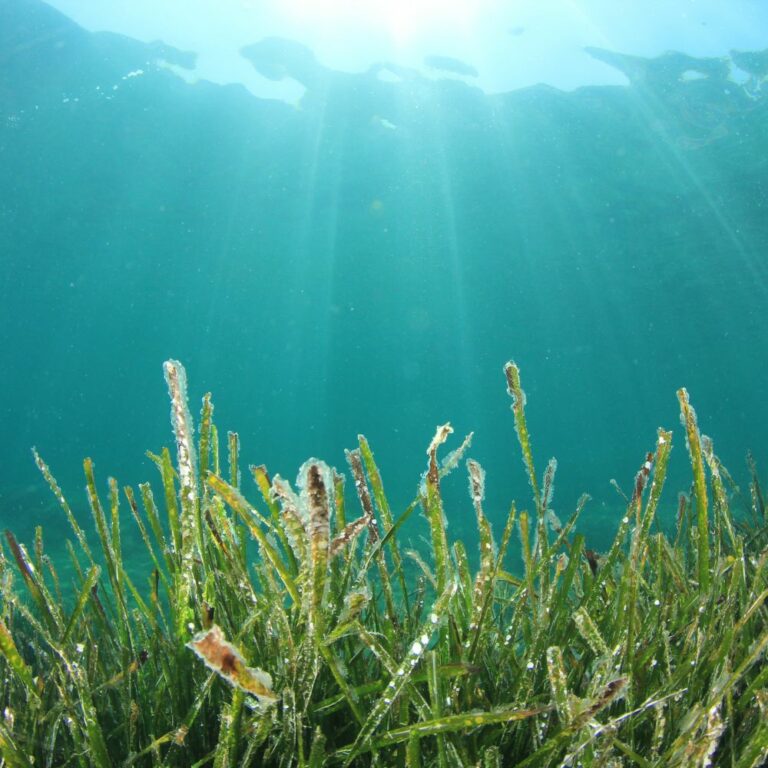 Alteromonas Ferment Extract - Idemo