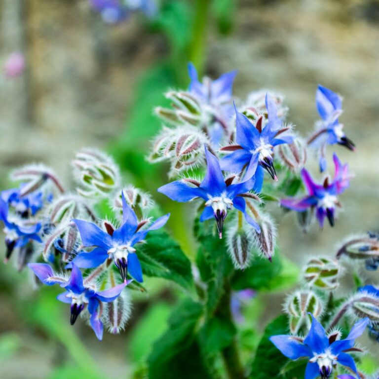 Borage Flower - Idemo